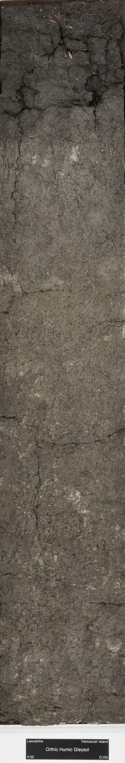 Soil Orders: Gleysol | Soil Classification