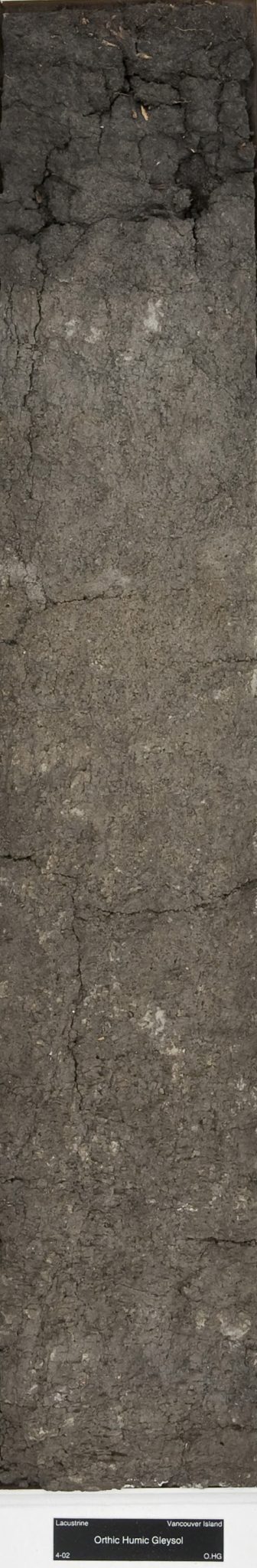 Soil Orders: Gleysol | Soil Classification