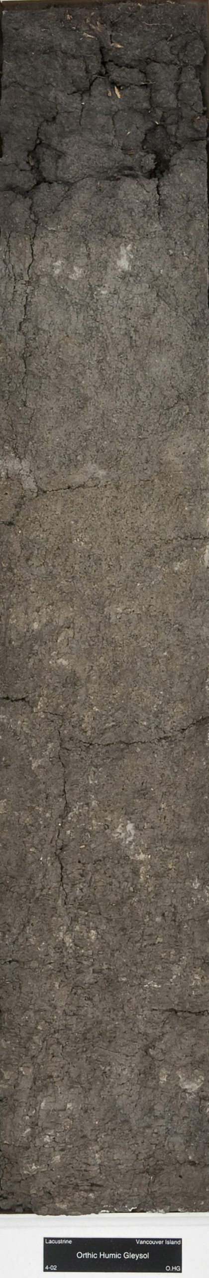 Soil Orders: Gleysol | Soil Classification