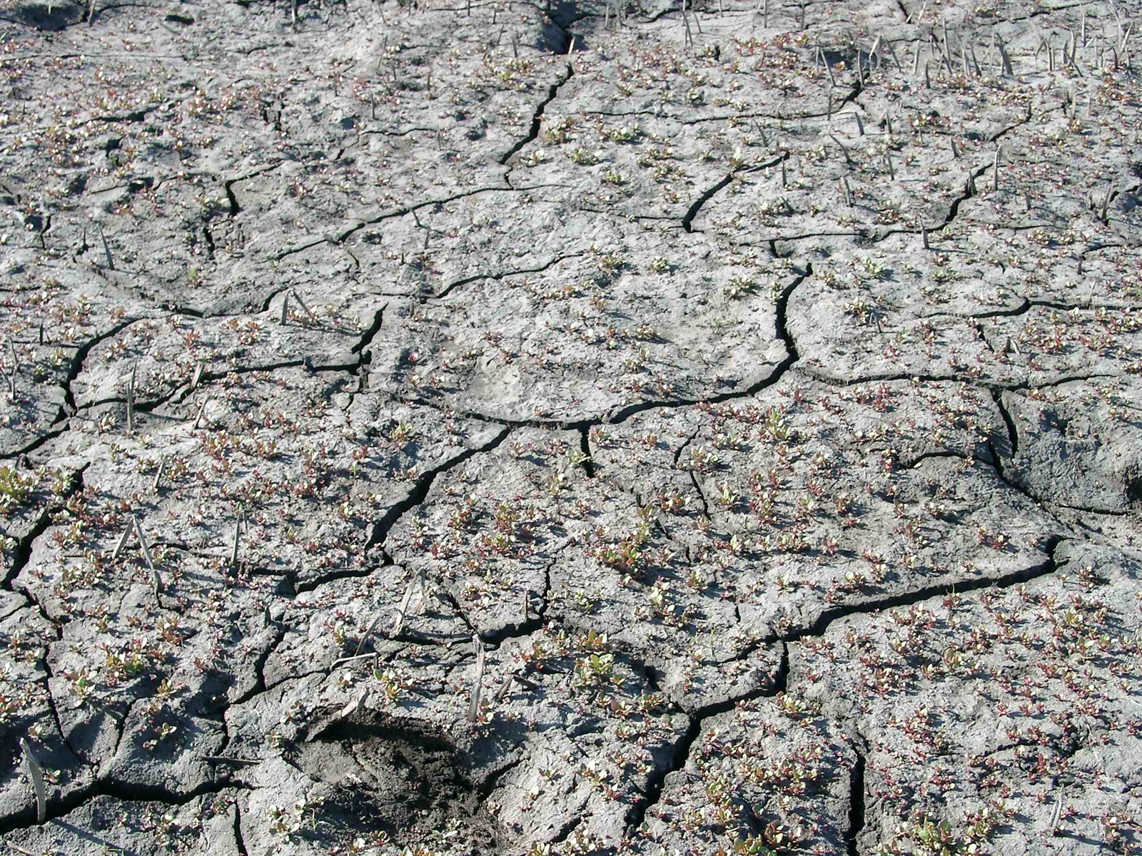 Home | Soil Classification